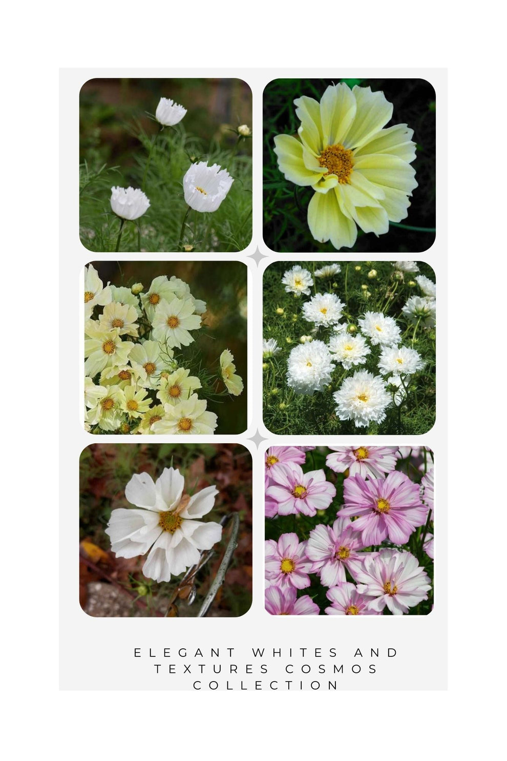Elegant Whites & Textures Cosmos Collection – Organic Plant Nursery