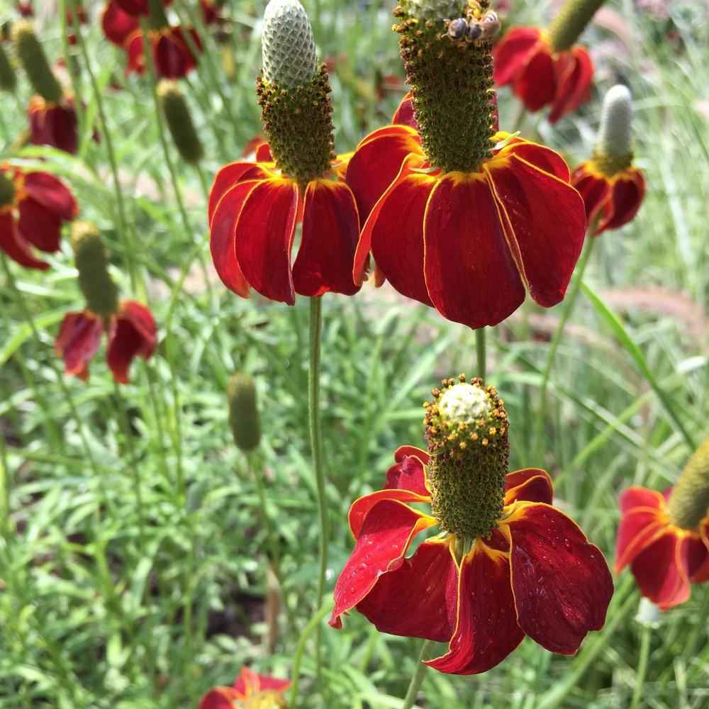 Ratibida columnifera 'Red Midget' – Organic Plant Nursery