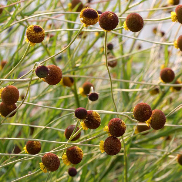 Helenium 'Autumn Lollipop' – Organic Plant Nursery