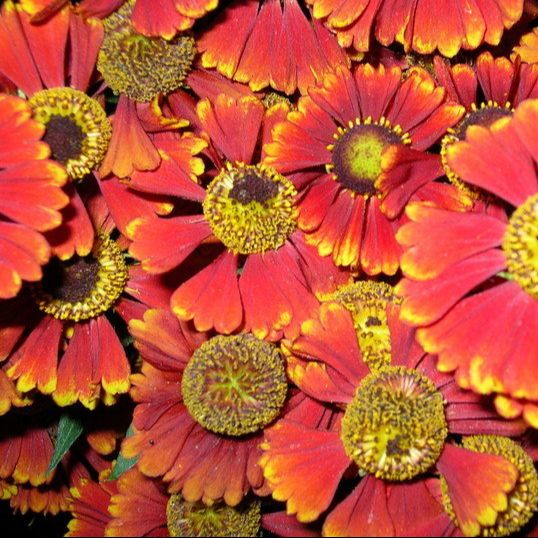 Helenium Autumnale Red and Gold – Organic Plant Nursery